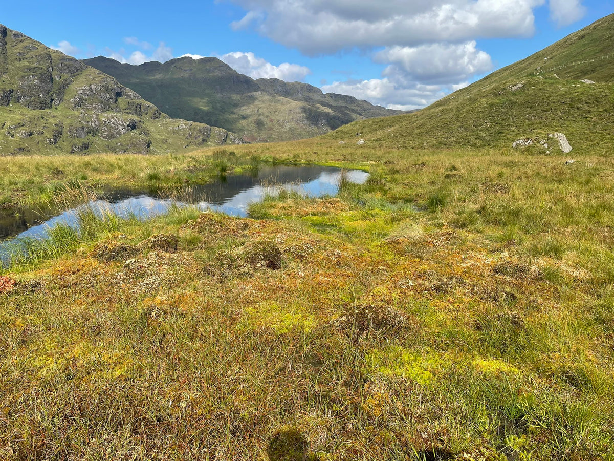 Field Ecology Courses | British Botany