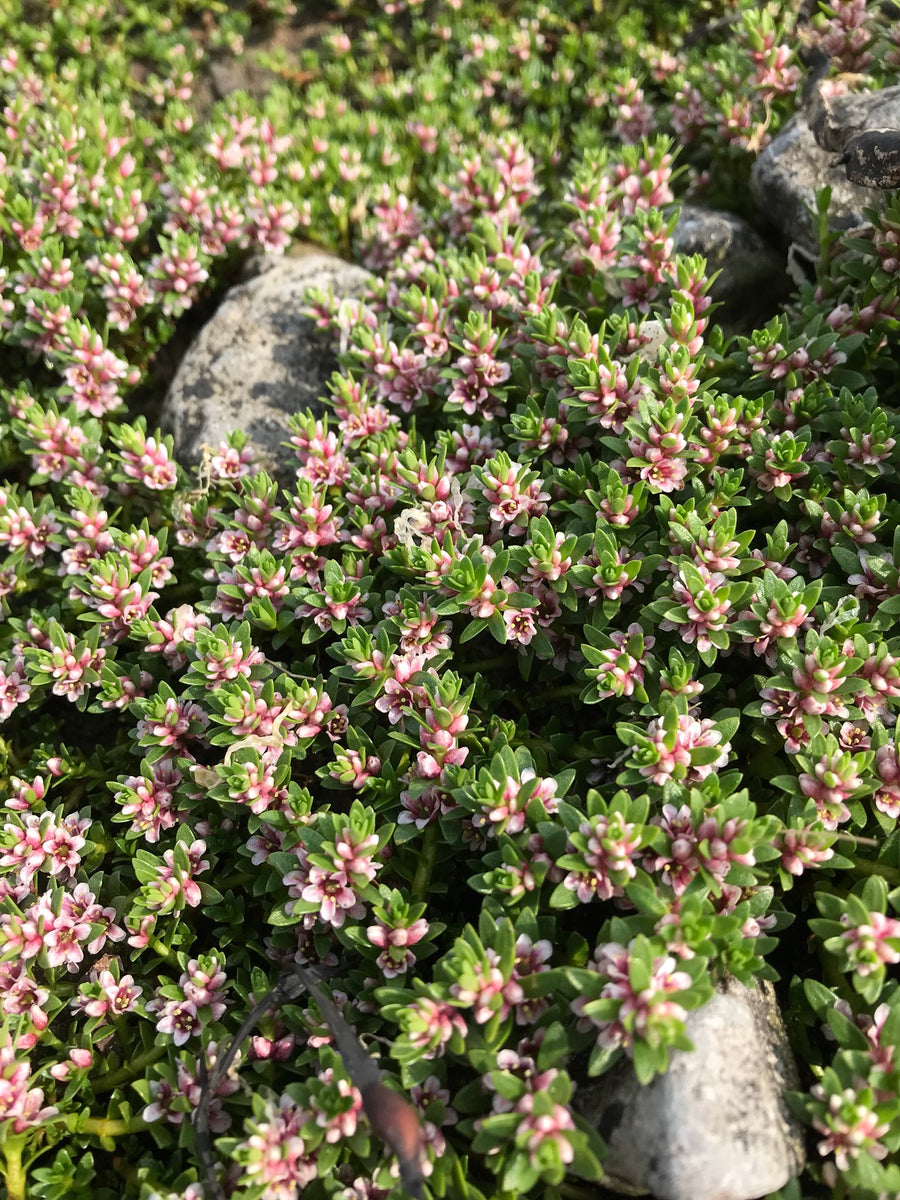 STUDENT Field Identification Skills Certificate (FISC) - 18th July 202 ...